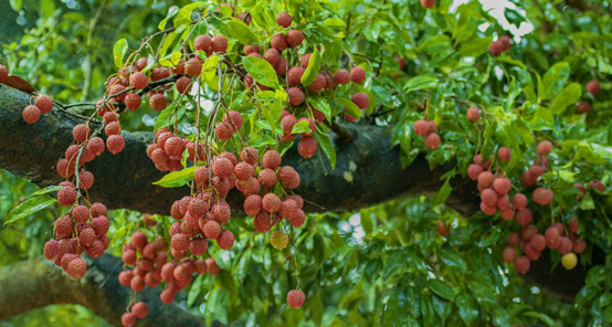 “千年古韵 大美灵山” 灵山县亮相《300秒看家乡》-新华网
